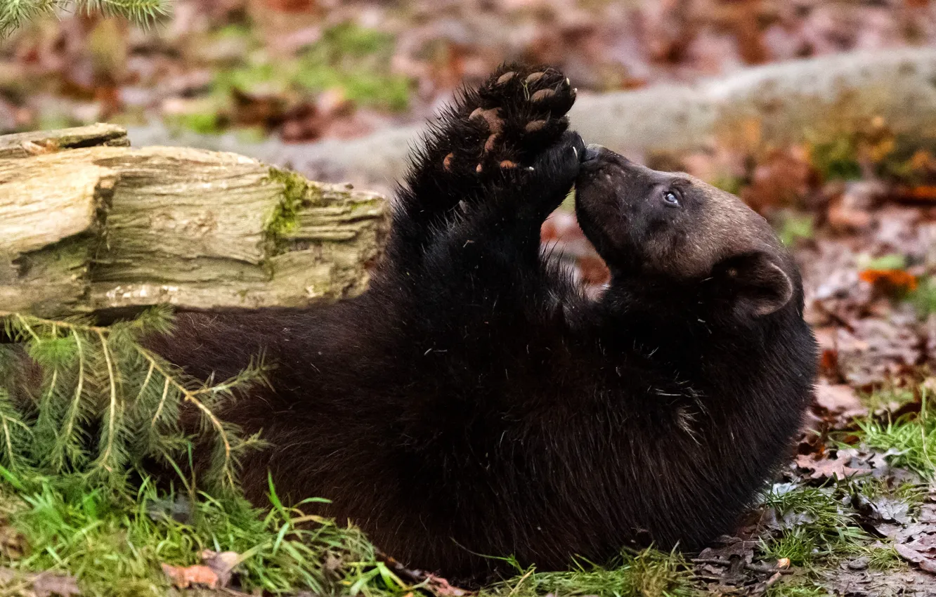 Wallpaper nature, pose, paws, lies, Wolverine for mobile and desktop ...