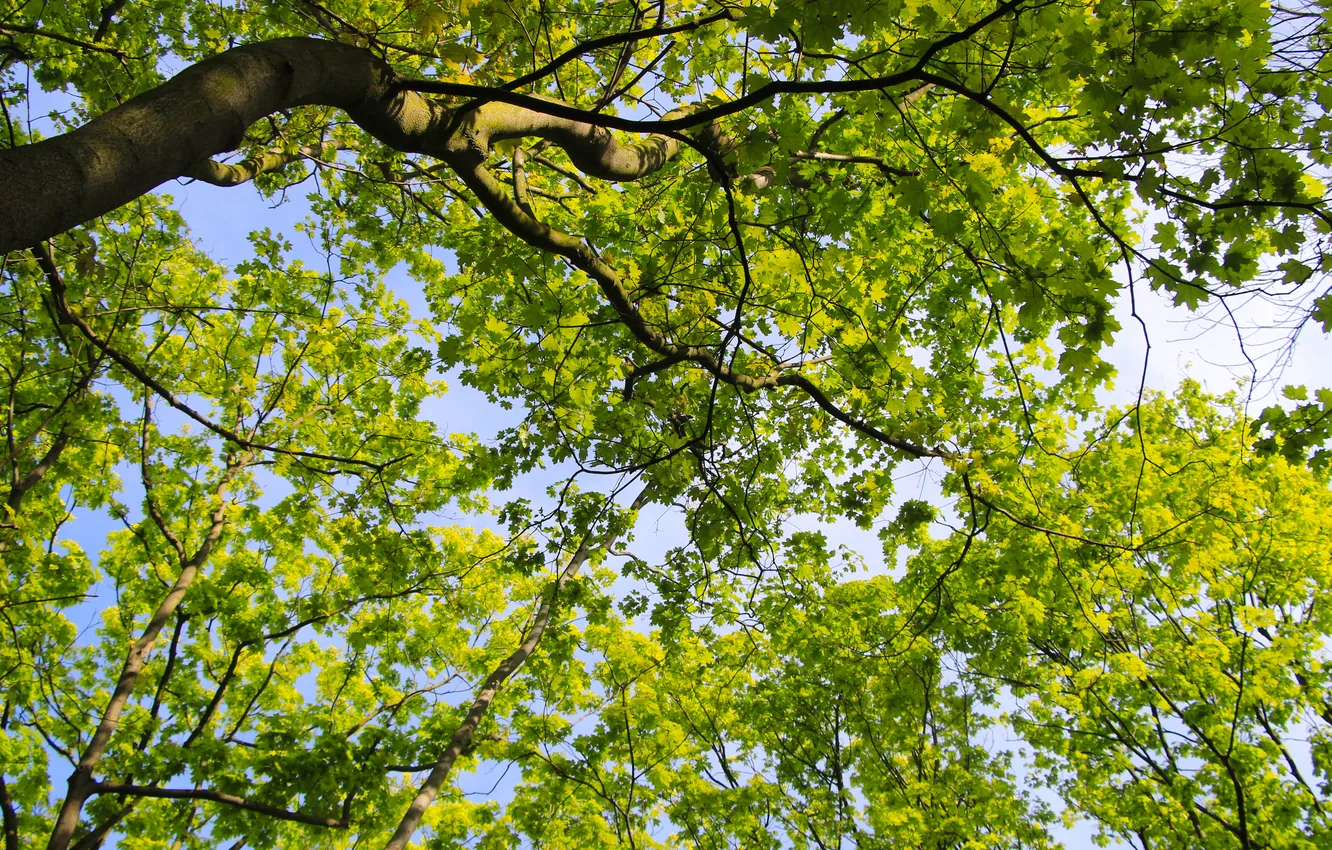 Wallpaper green, tree, spring, twigs for mobile and desktop, section ...
