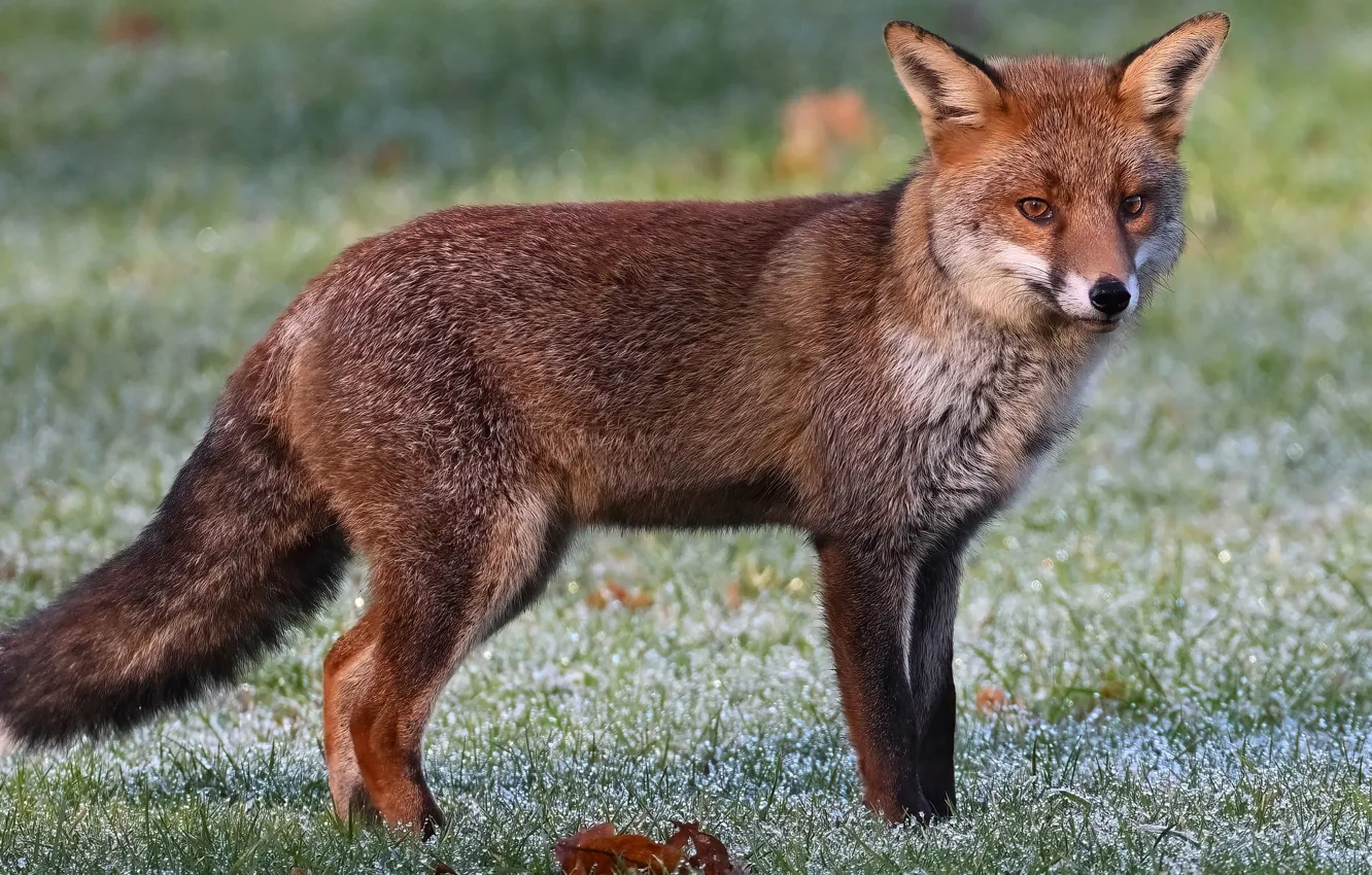 Wallpaper frost, grass, look, nature, glade, Fox for mobile and desktop ...