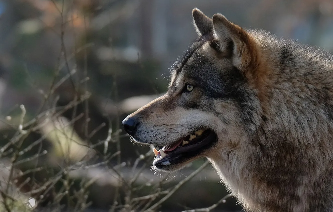 Wallpaper fantasy, nature, art, snow, predator, face, animal, wolf for ...