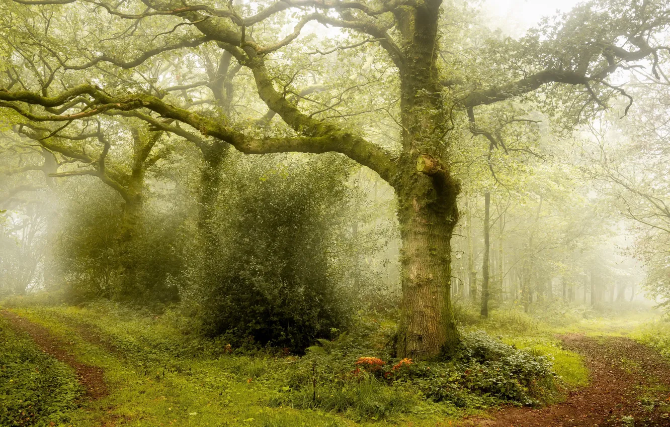 Wallpaper forest, trees, nature for mobile and desktop, section природа ...