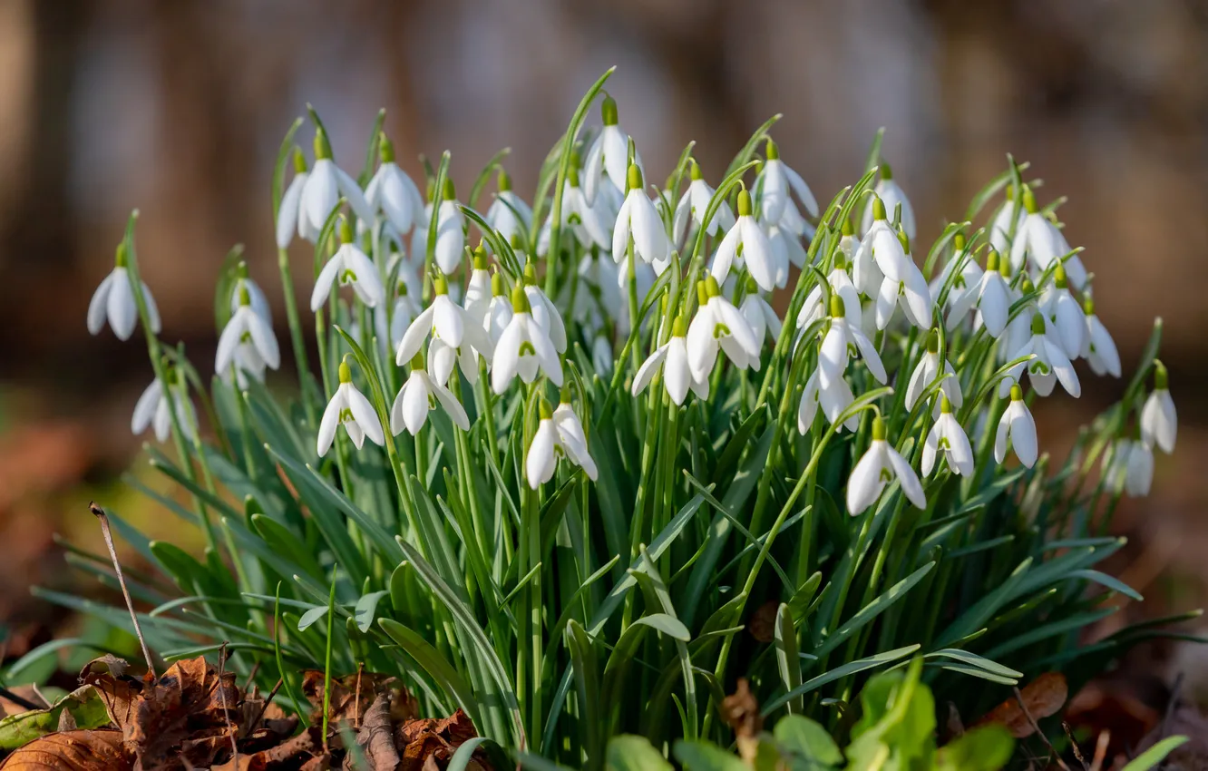 Wallpaper flowers, nature, spring, snowdrops, white, Bush for mobile ...