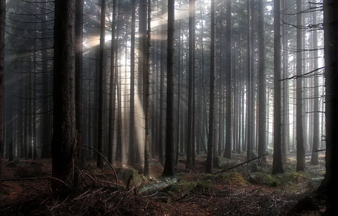 Wallpaper forest, light, trees, nature images for desktop, section ...