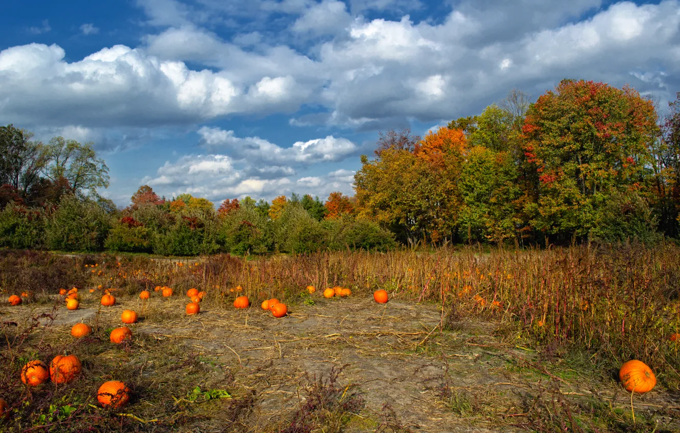 Wallpaper field, autumn, the sky, clouds, trees, colors, pumpkin ...