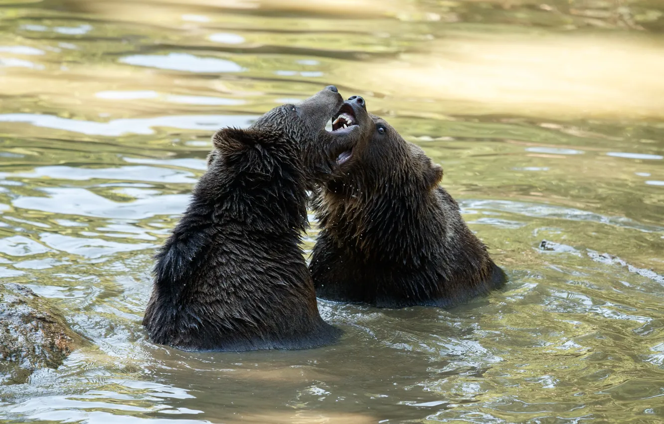 Wallpaper water, bear, bathing, pair, pond, two bears for mobile and ...