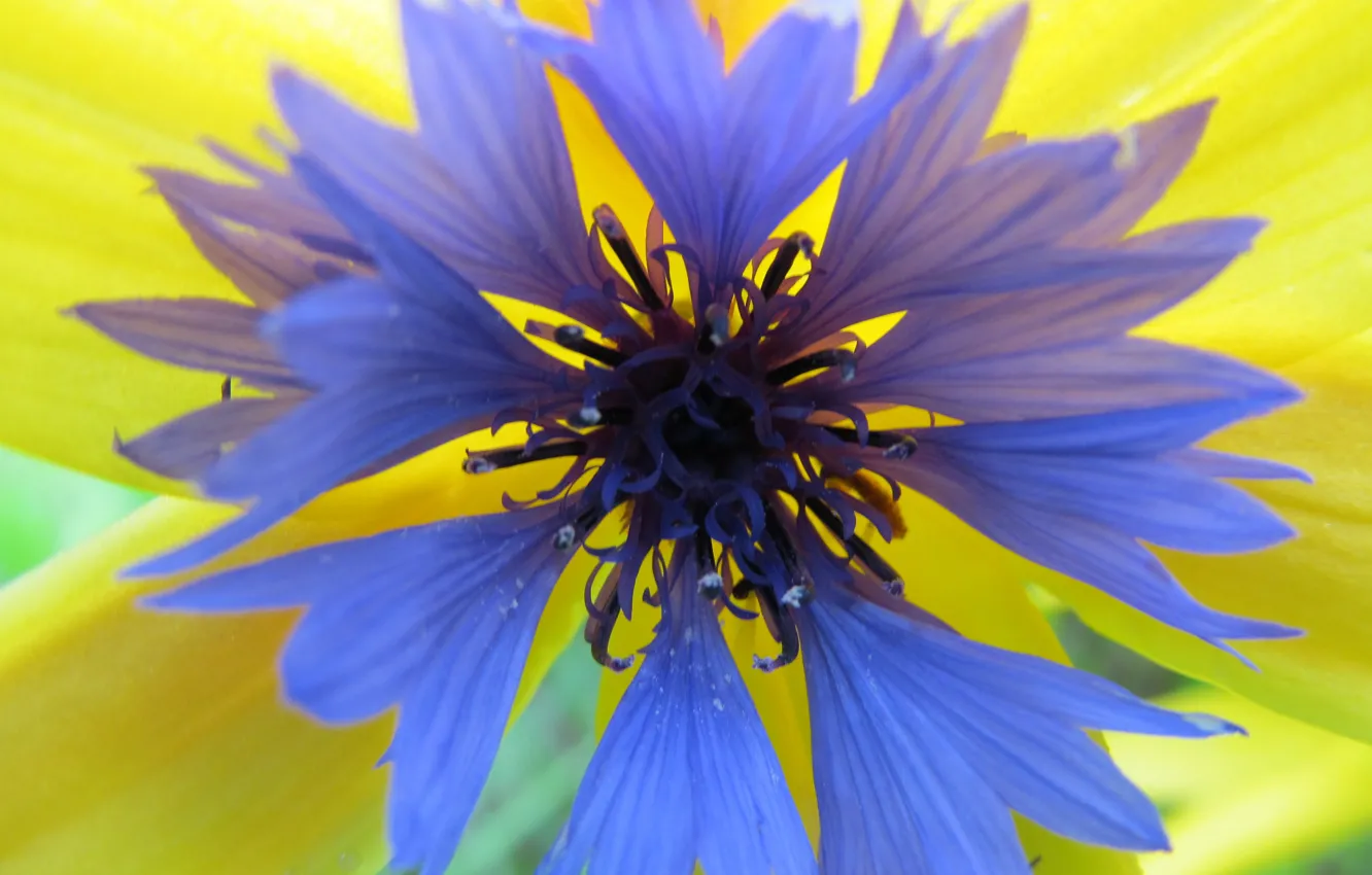 Wallpaper flowers, nature, landscape for mobile and desktop, section ...