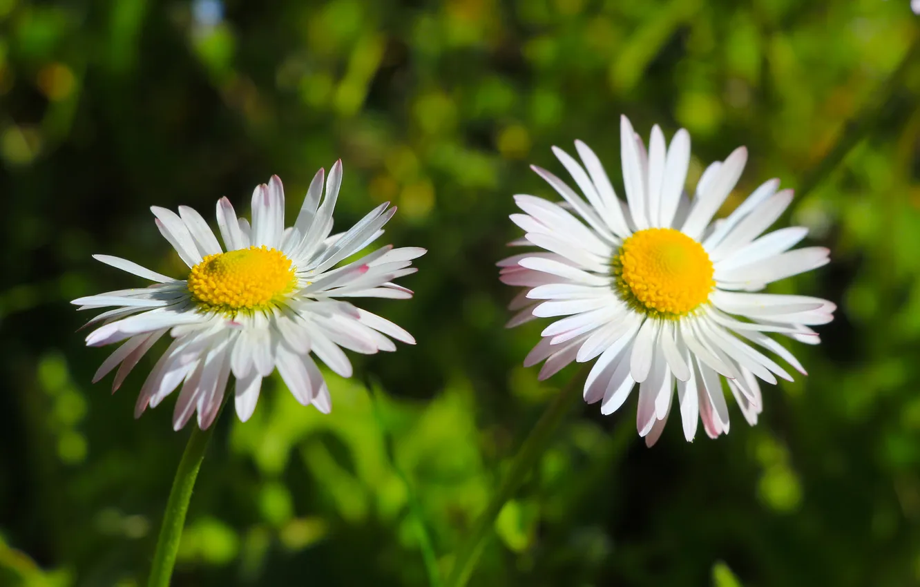 Wallpaper flower, spring, Daisy for mobile and desktop, section природа ...