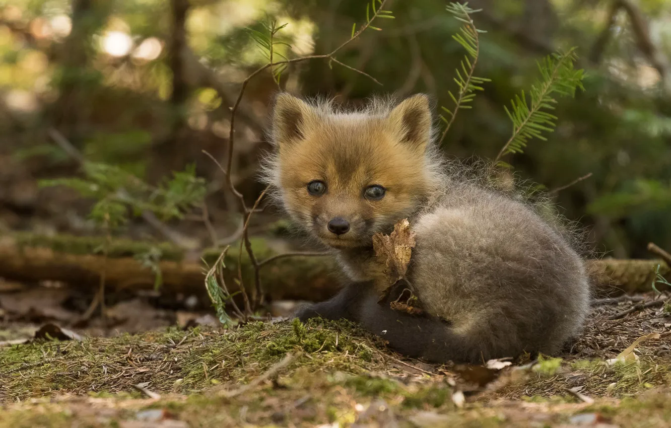 Wallpaper look, baby, Fox, cub, Fox for mobile and desktop, section ...