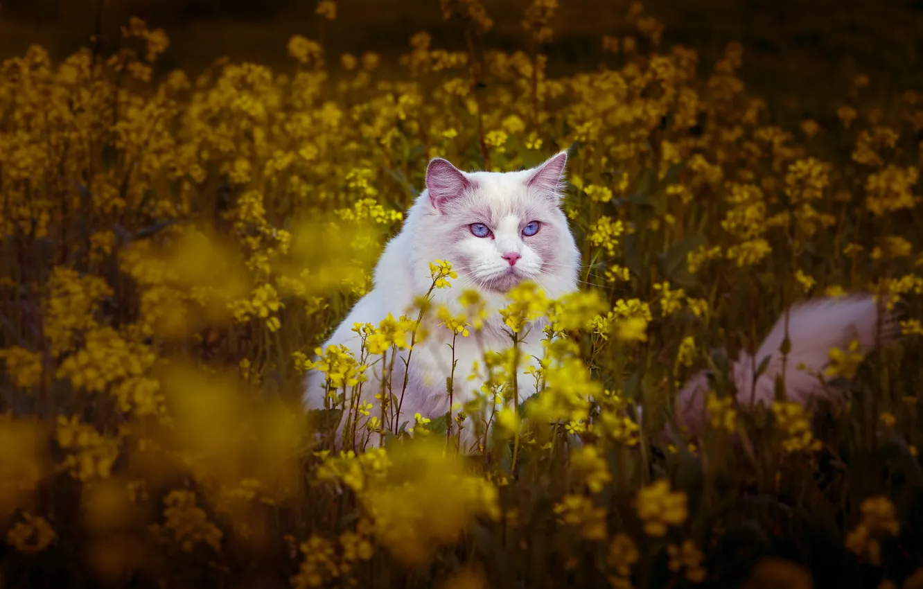 Wallpaper field, cat, cat, flowers, glade, meadow, white, ragdoll for ...