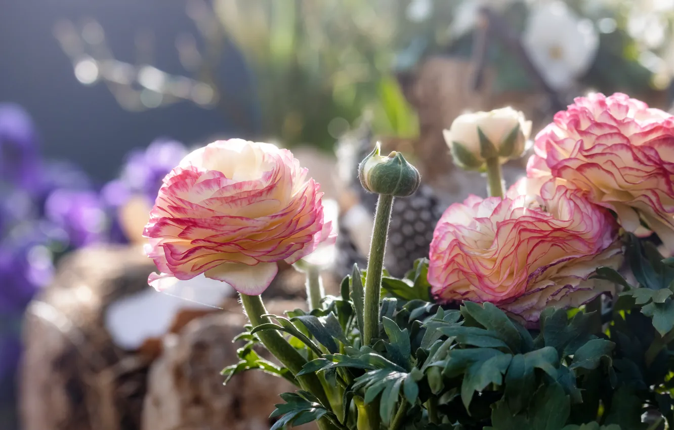 Wallpaper leaves, flowers, garden, pink, bokeh, Ranunculus for mobile ...