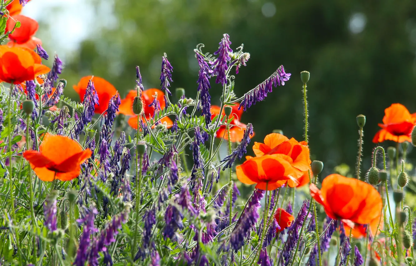 Wallpaper flower, spring, poppy, meadow, blooming for mobile and ...