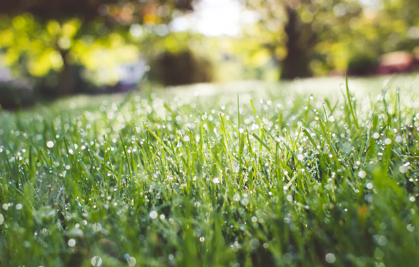 Wallpaper green, grass, wet, field, nature, park, raining images for ...