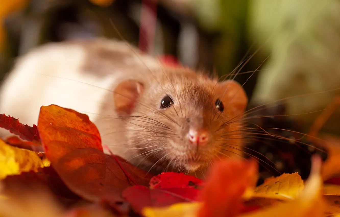 Wallpaper autumn, look, foliage, portrait, mouse, mouse, muzzle, rat ...