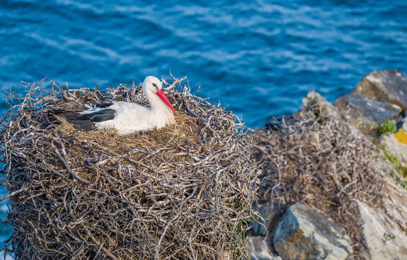 Wallpaper nature, socket, stork for mobile and desktop, section природа ...