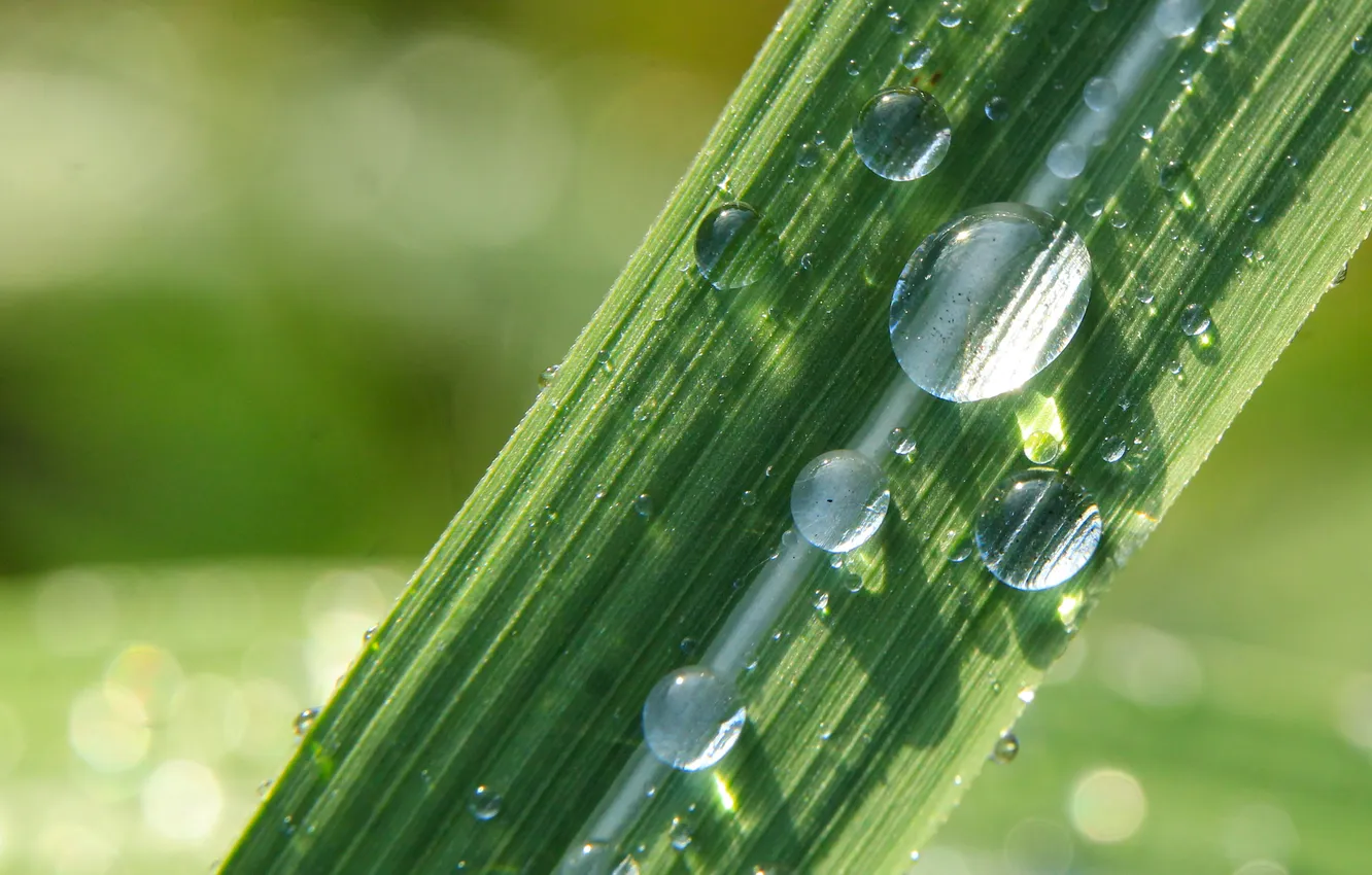Wallpaper grass, drops, plant for mobile and desktop, section природа ...