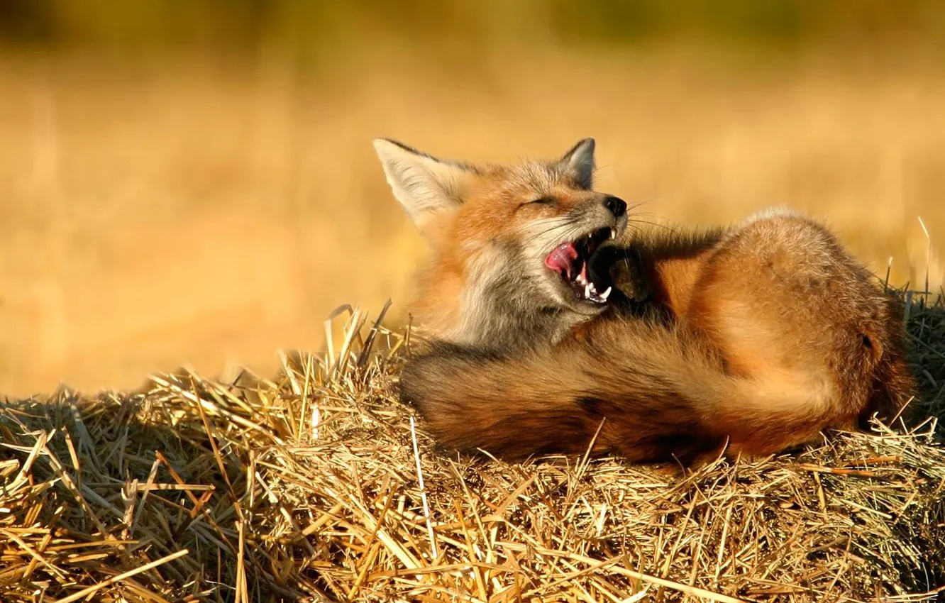 Wallpaper nature, stay, sleep, Fox, hay, straw for mobile and desktop ...