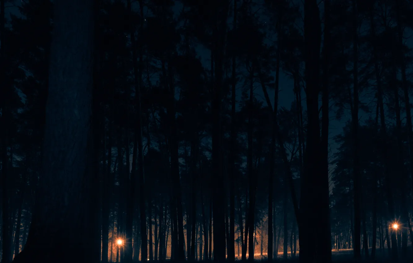 Wallpaper night, wood, night in the forest for mobile and desktop ...