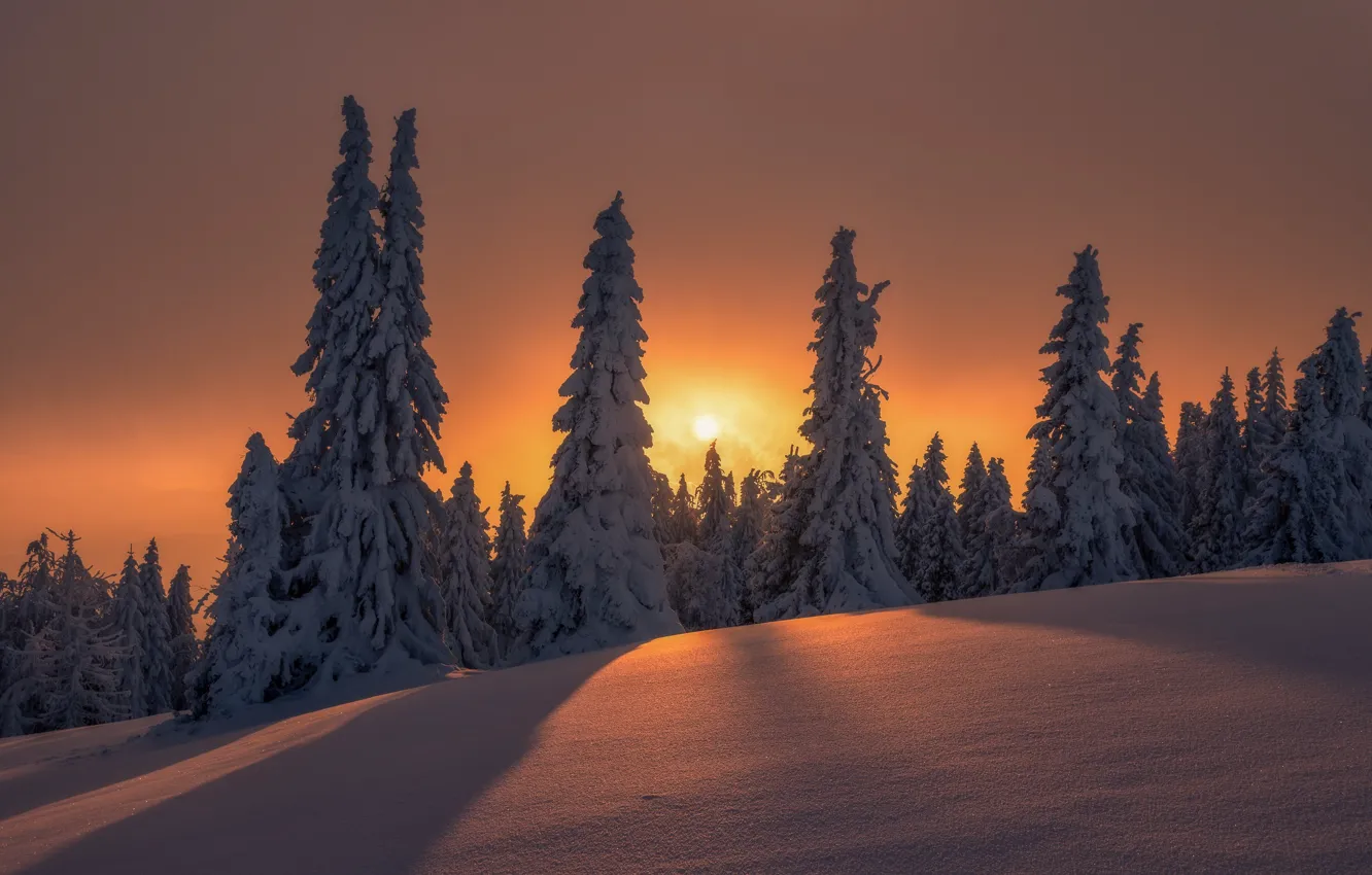 Wallpaper winter, the sun, snow, trees, landscape, sunset, nature, the ...