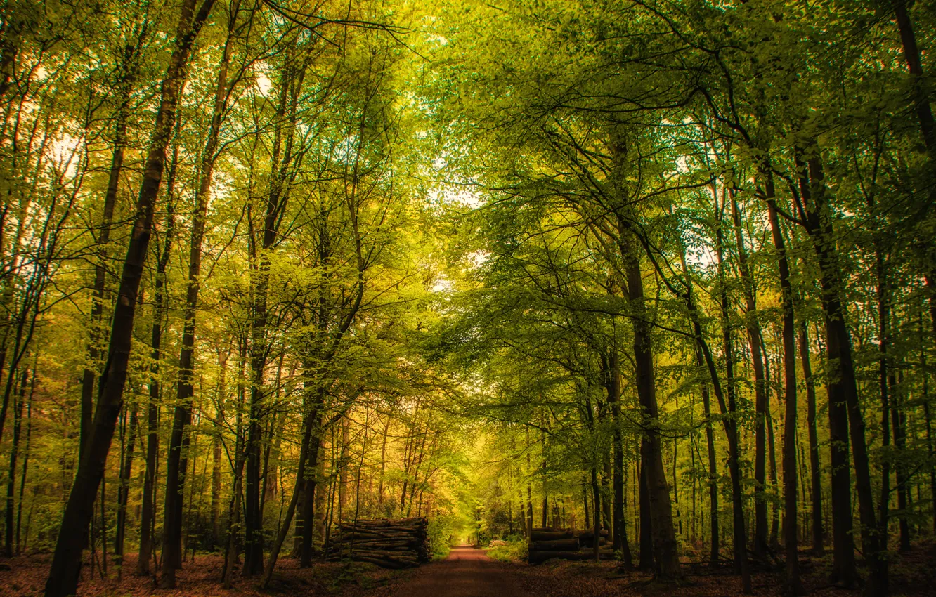 Wallpaper road, forest, trees, Germany for mobile and desktop, section ...