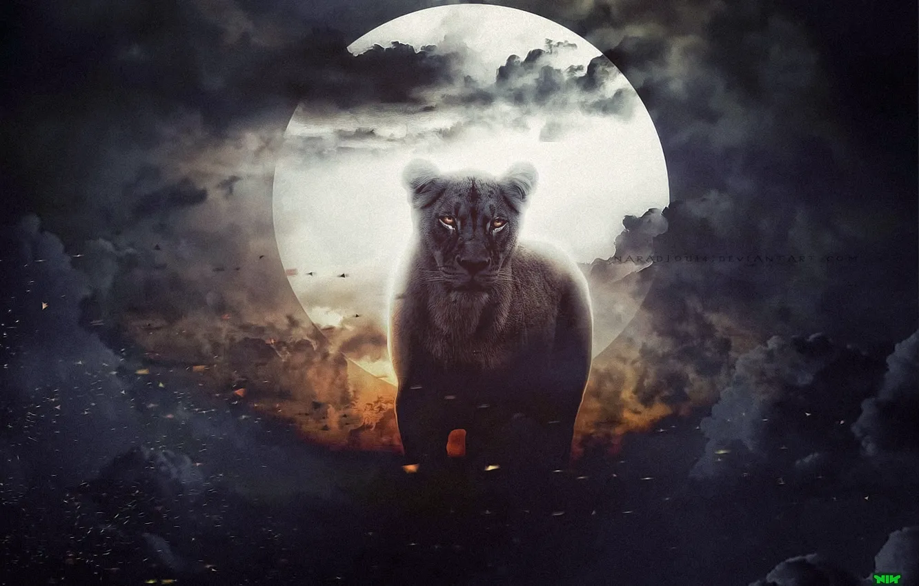 Wallpaper the moon, lioness, by naradjou14 for mobile and desktop ...