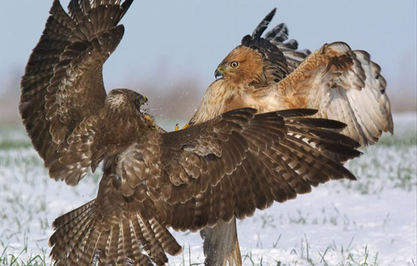 Wallpaper birds, animal, eagles, wildlife for mobile and desktop, section животные, resolution ...