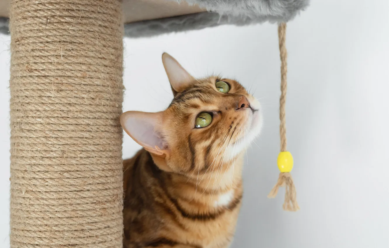 Wallpaper cat, cat, look, pose, interest, wall, toy, rope for mobile ...