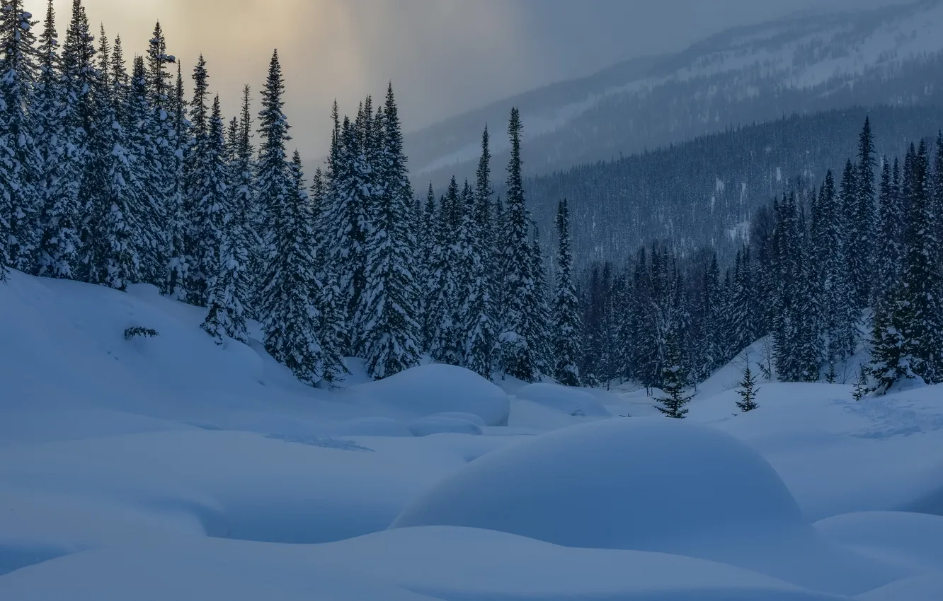 Wallpaper winter, forest, snow, ate, the snow, Russia, Khakassia ...