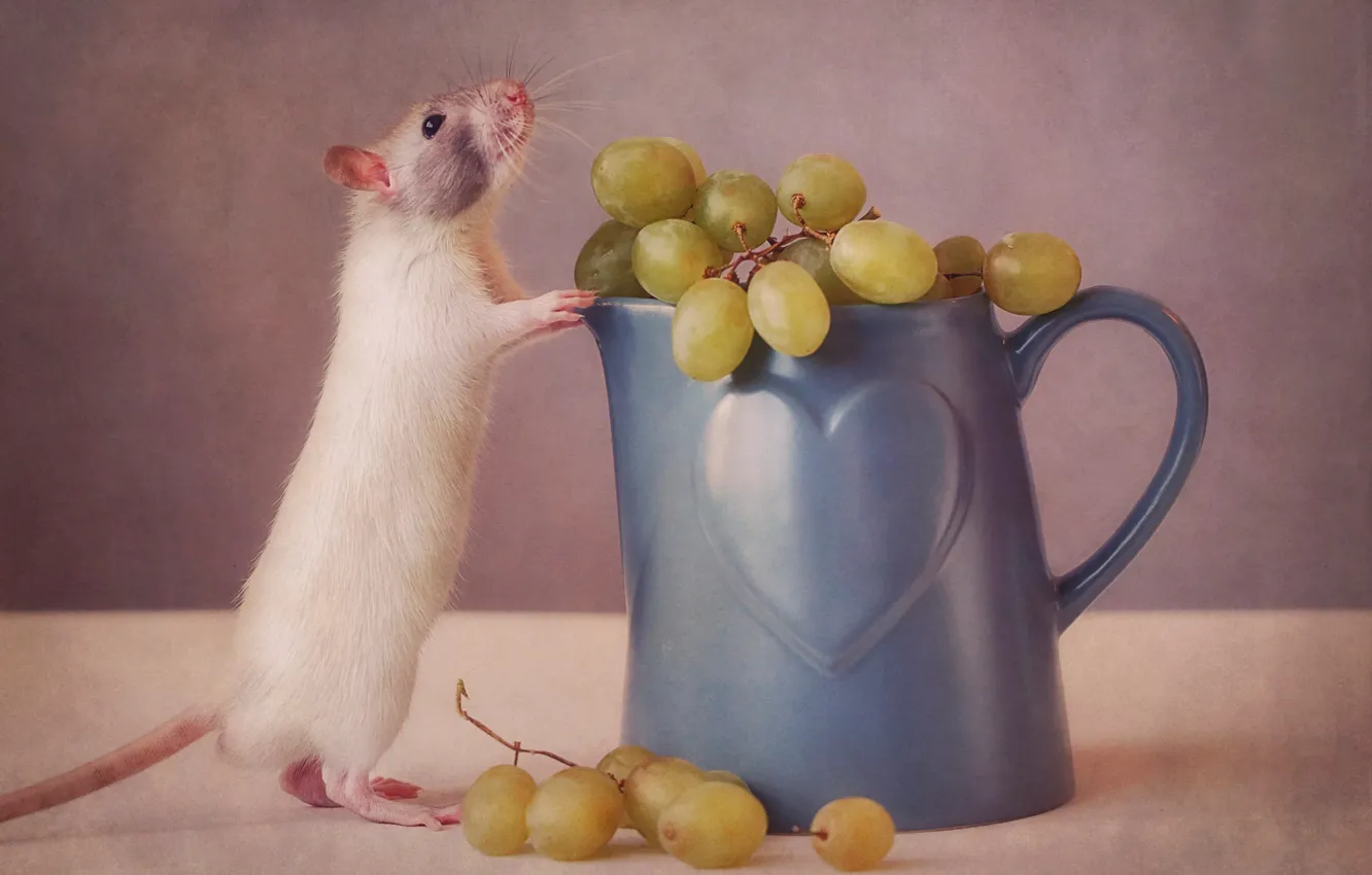 Wallpaper mouse, grapes, mug for mobile and desktop, section ситуации ...