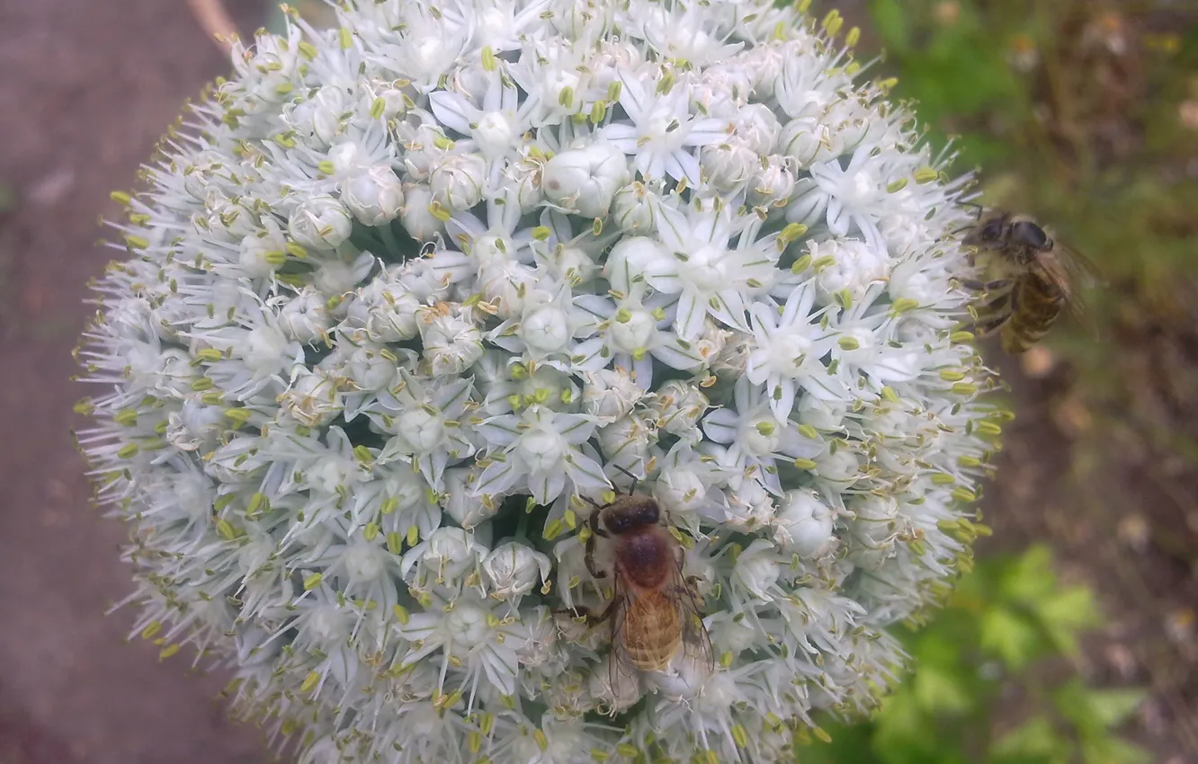 Wallpaper greens, summer, bee, balls, bow, pollen collection for mobile ...