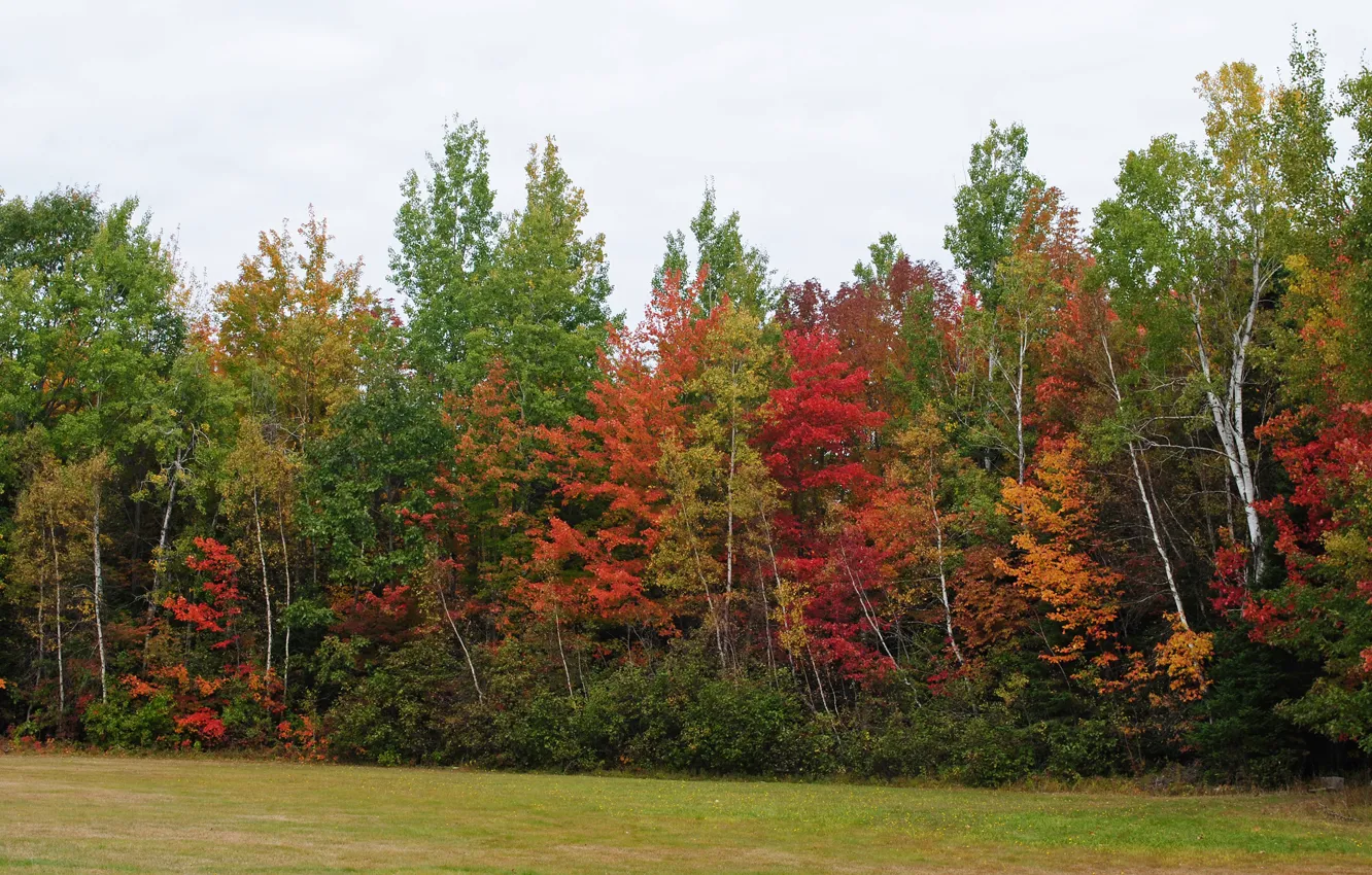 Wallpaper Autumn, Trees, Forest, Color, Fall, Autumn, Colors, Forest ...