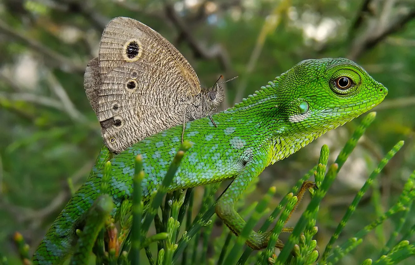 Wallpaper butterfly, wings, lizard, reptile images for desktop, section ...