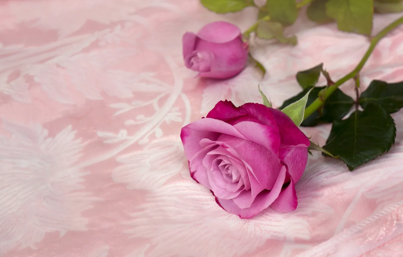 Wallpaper roses, pink, lilac for mobile and desktop, section цветы ...