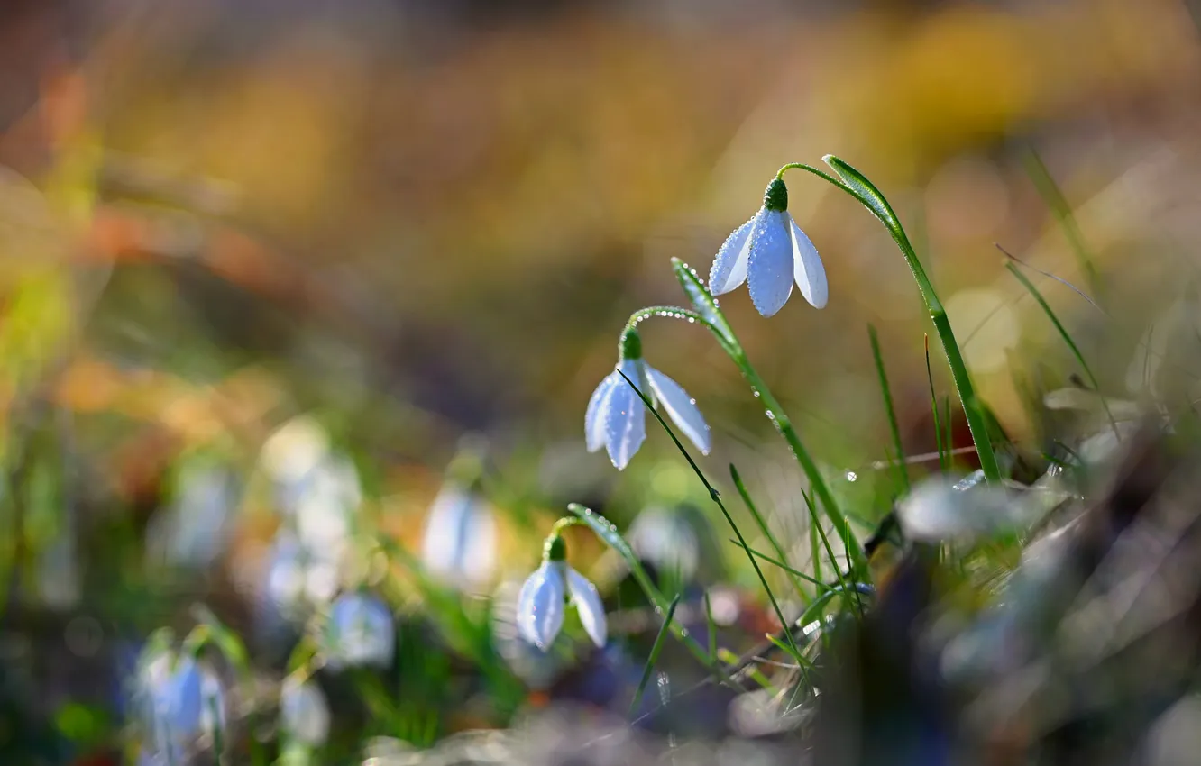 Wallpaper flowers, nature, spring, snowdrops, white, primroses, spring ...