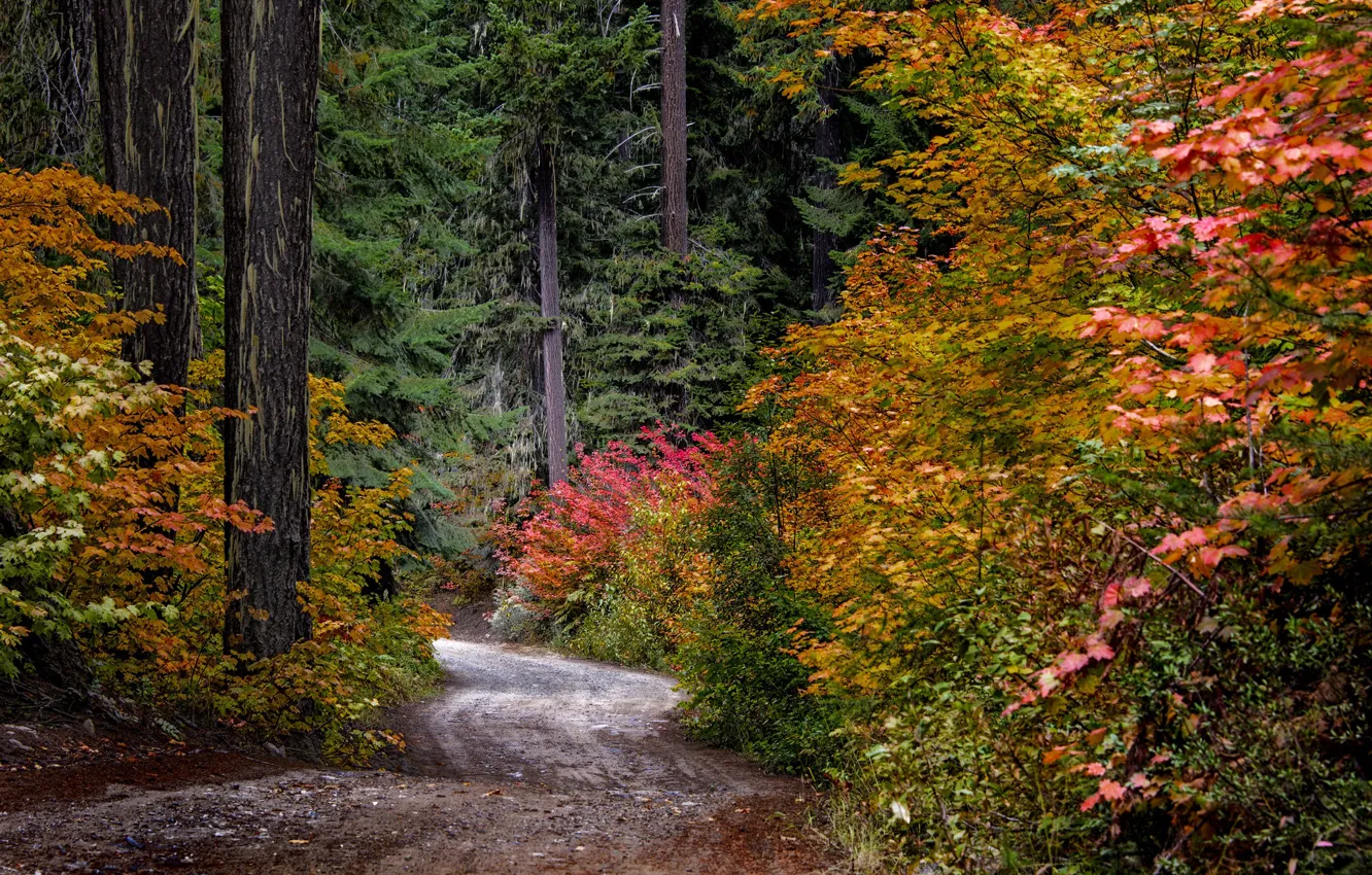 Wallpaper road, autumn, forest for mobile and desktop, section пейзажи ...