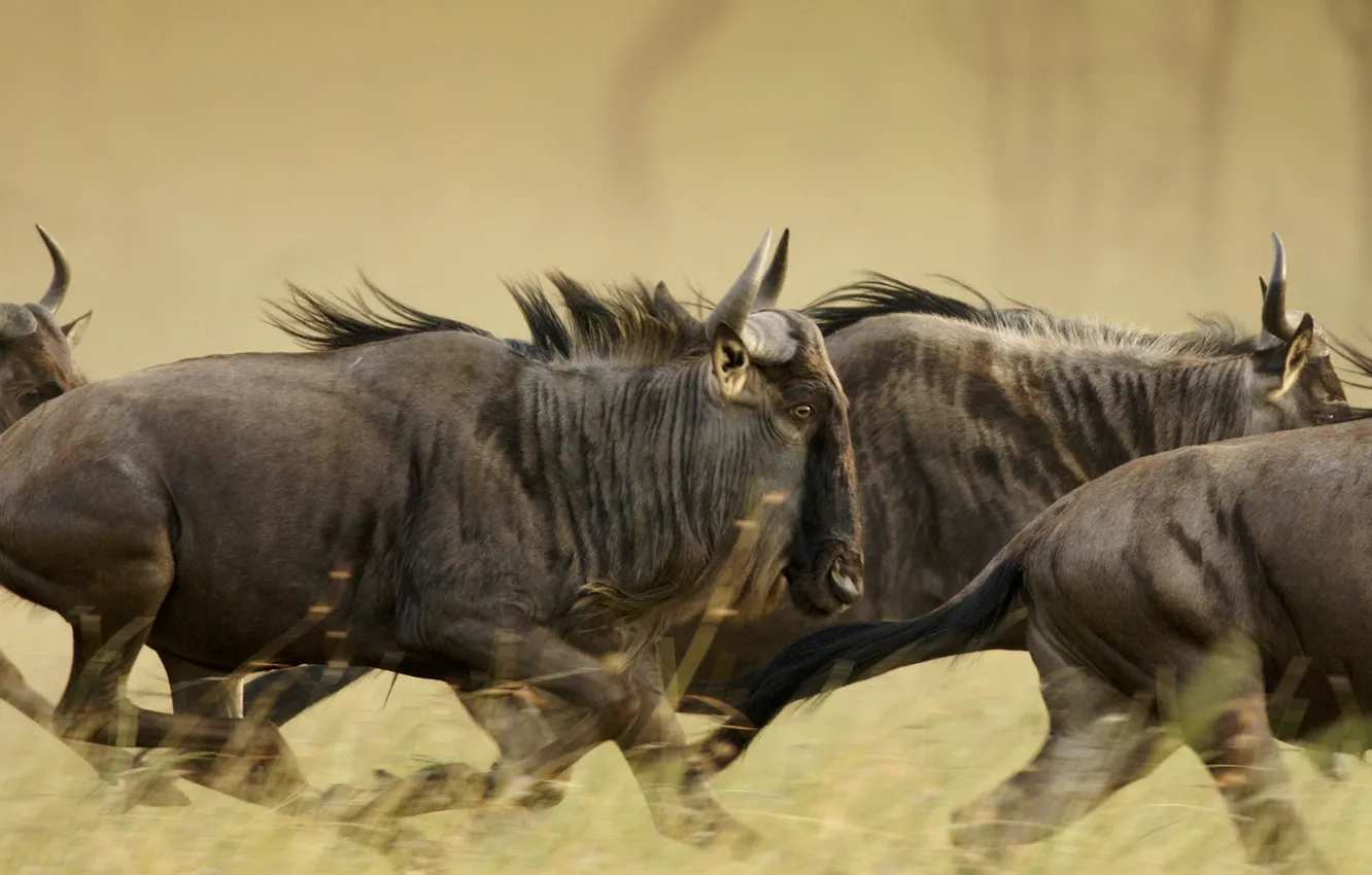 Wallpaper the herd, Tanzania, blue antelope, Serengeti national Park ...