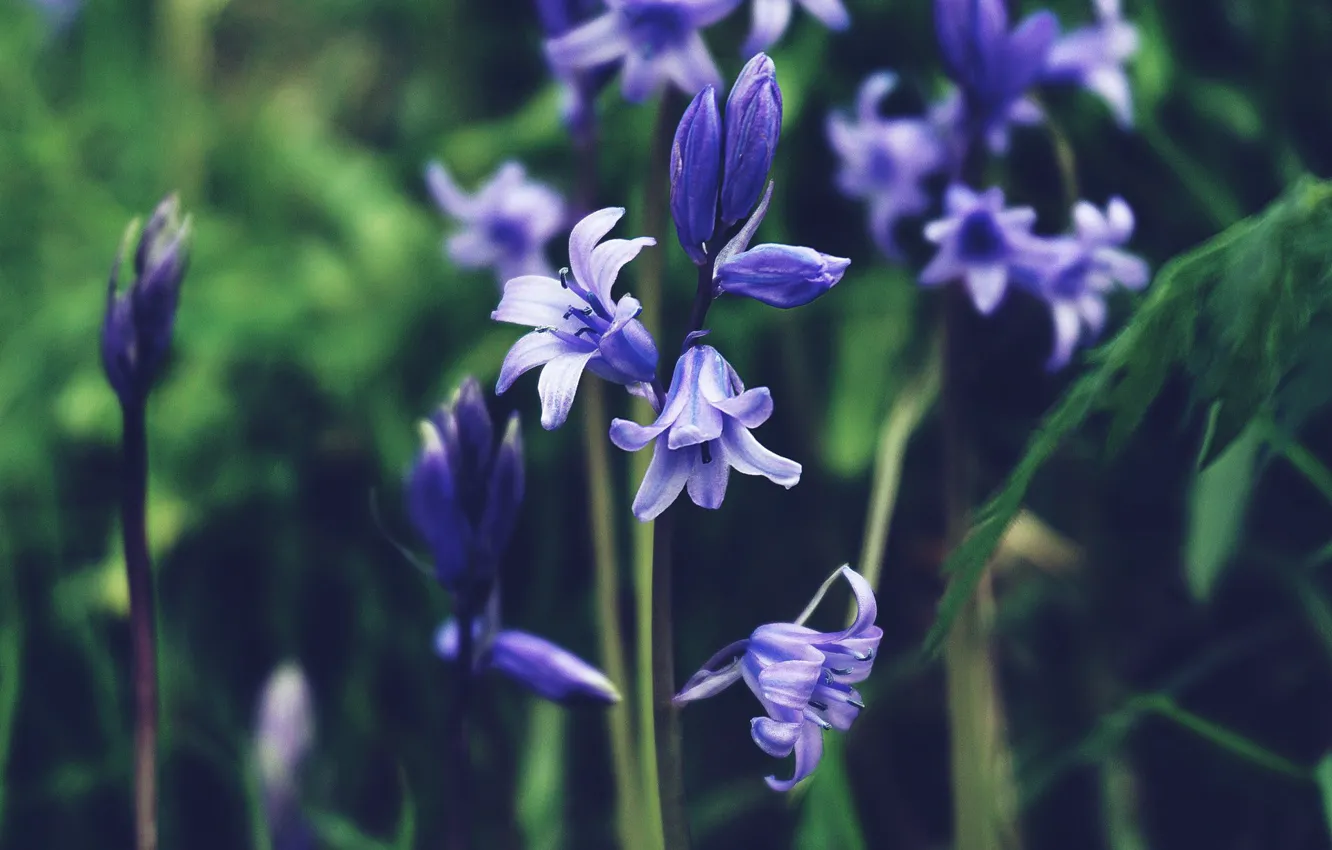 Wallpaper flowers, spring, bells for mobile and desktop, section цветы ...