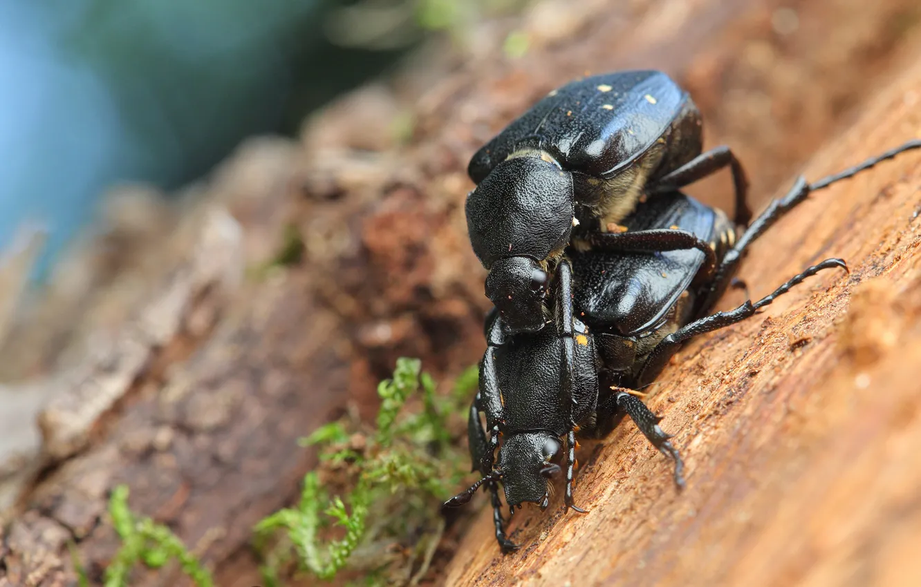 Wallpaper erotic, macro, love, insects, pose, background, spring, blur ...