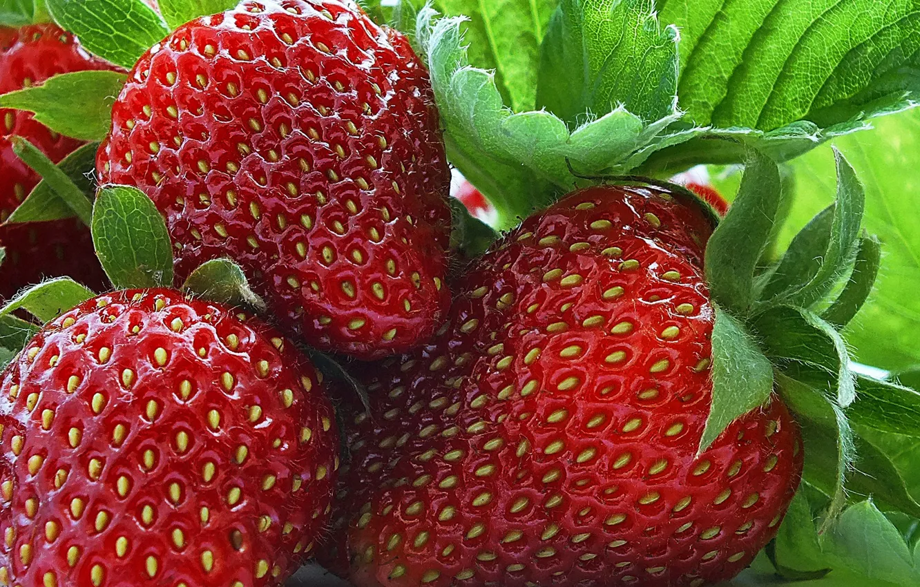 Wallpaper macro, berries, strawberry, fruit for mobile and desktop ...