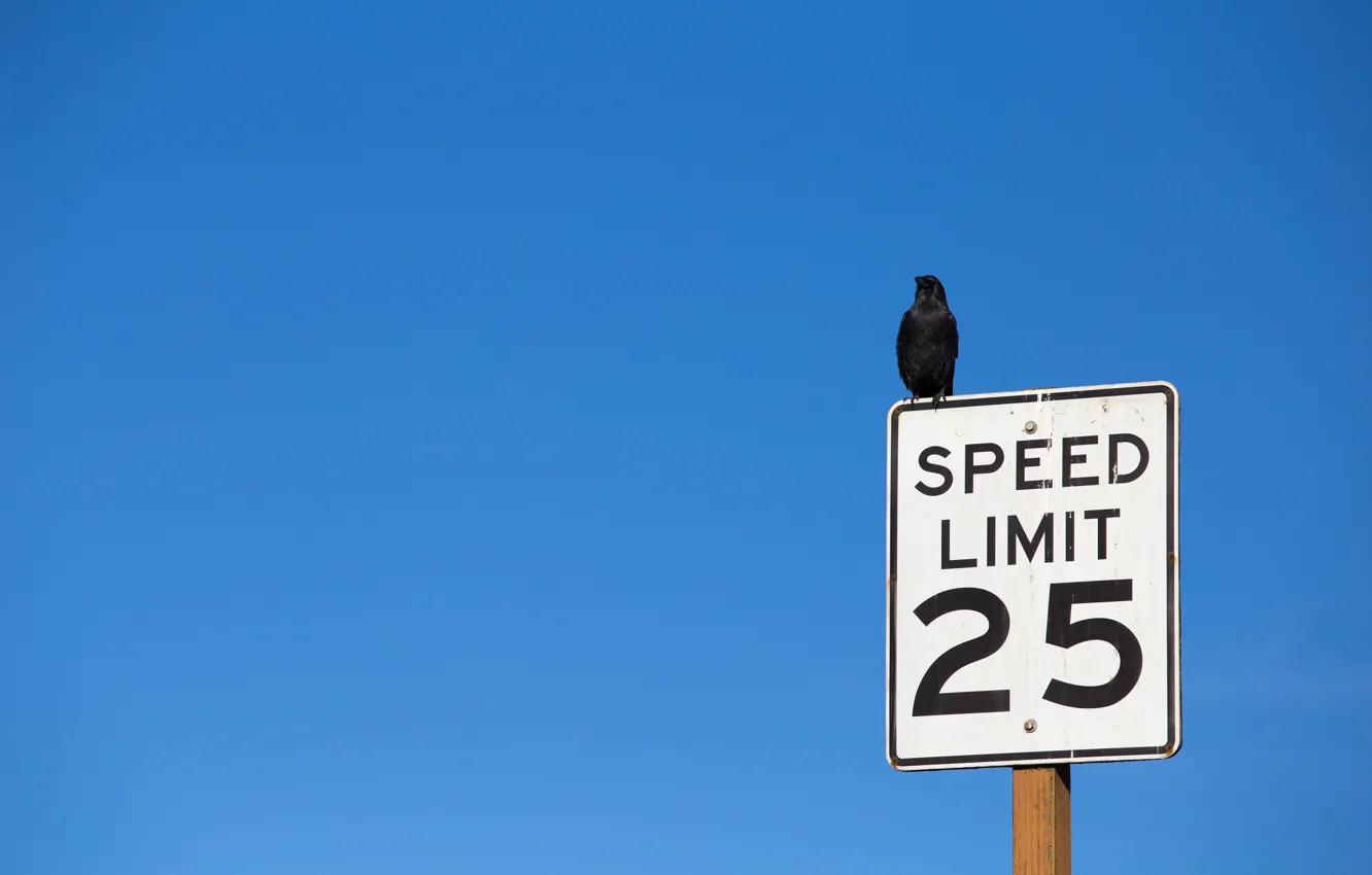 Wallpaper the sky, bird, Speed limit images for desktop, section разное ...