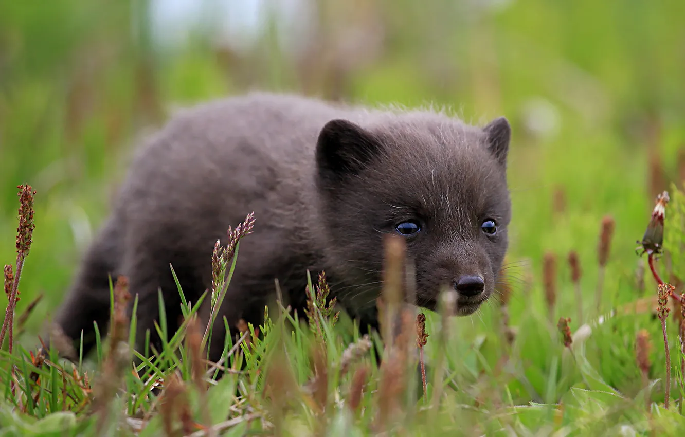 Wallpaper grass, look, grey, baby, puppy, cub, face, Fox for mobile and ...