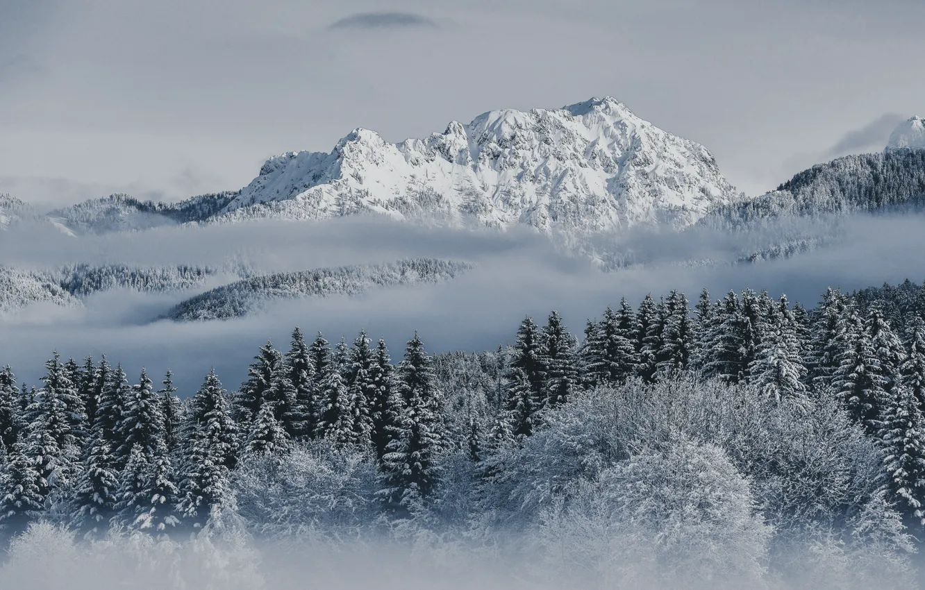 Wallpaper trees, wood, winter, clouds, mountain, snow, fog, cold for ...
