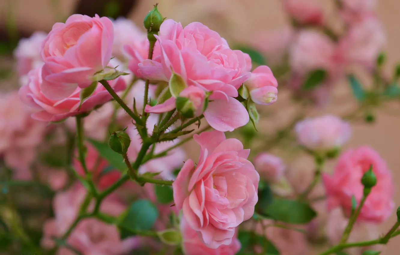 Wallpaper bokeh, pink roses, Pink roses for mobile and desktop, section цветы, resolution ...