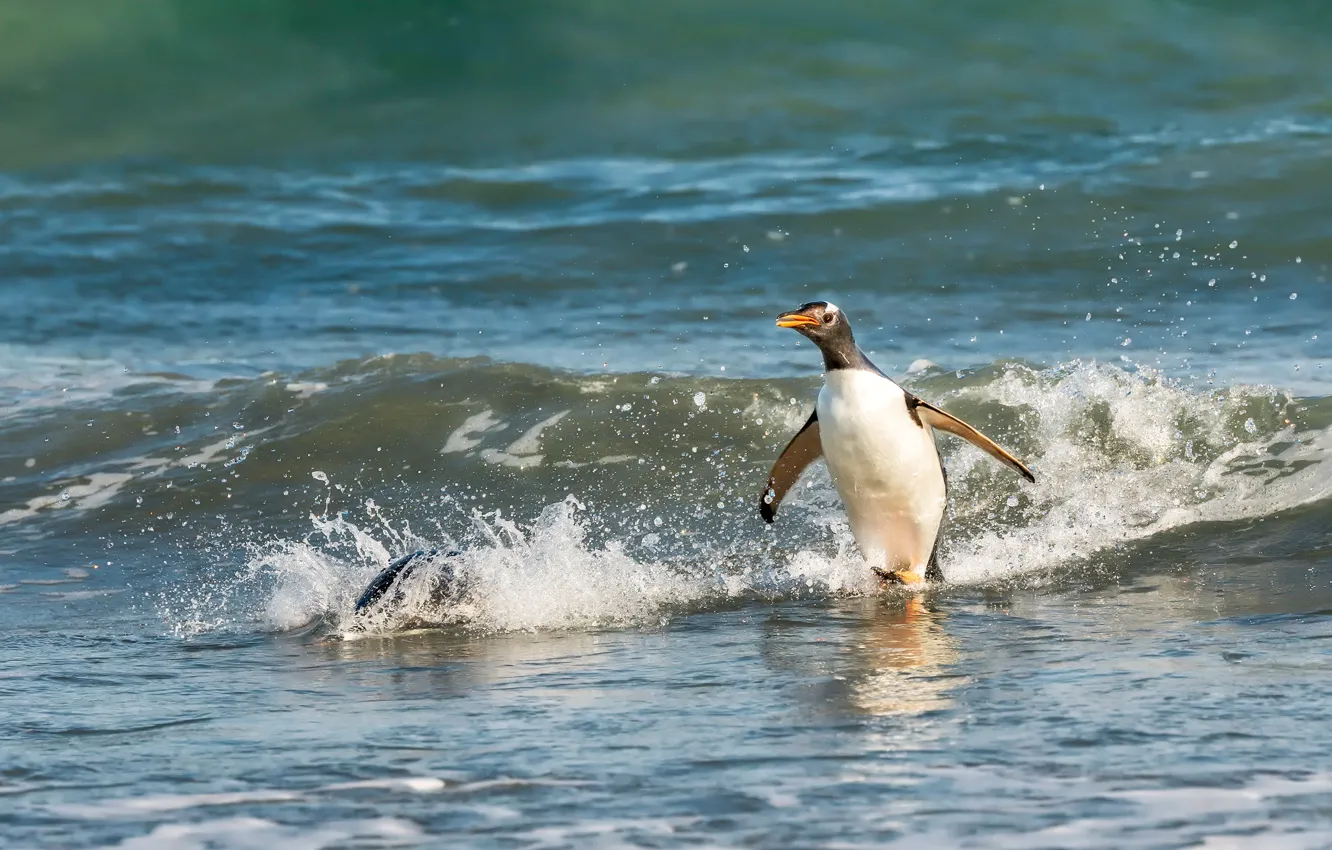Wallpaper sea, wave, penguin for mobile and desktop, section животные ...
