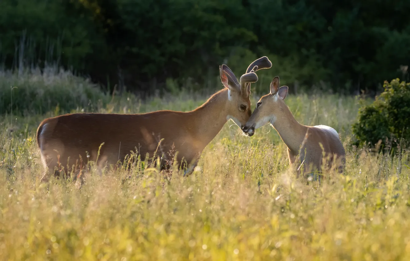 Wallpaper field, grass, nature, pose, weasel, deer, fawn, cub for ...