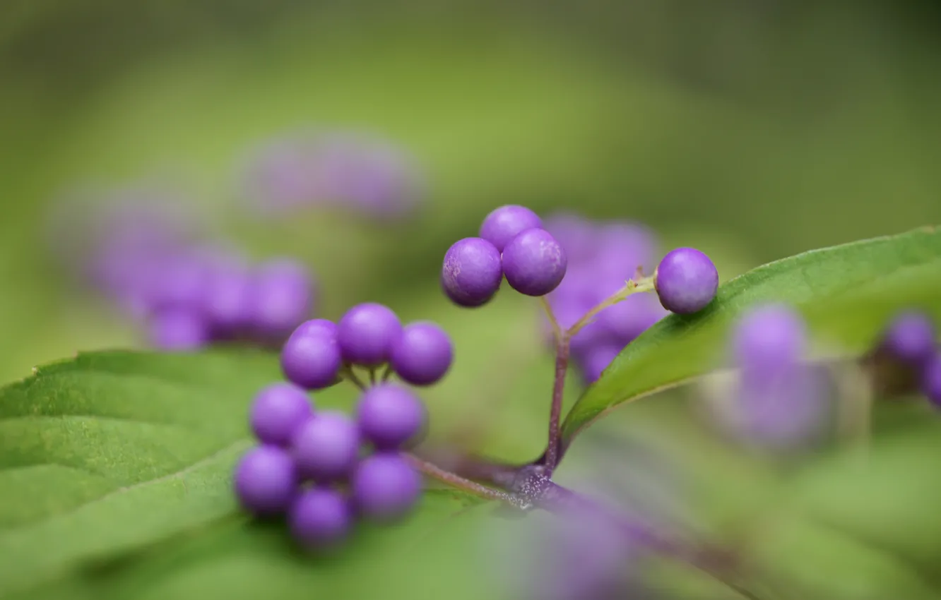 Wallpaper greens, leaves, berries, focus, purple, shrub, Purpleberry ...