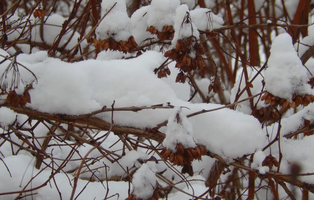 Wallpaper winter, snow, background, widescreen, Wallpaper, wallpaper ...