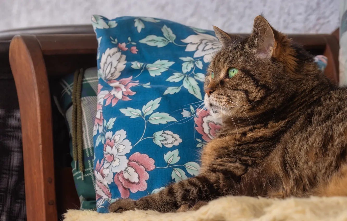 Wallpaper cat, cat, look, face, pose, grey, stay, chair for mobile and ...