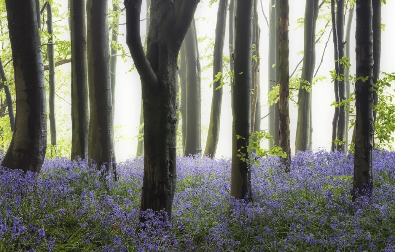 Wallpaper forest, spring, bells for mobile and desktop, section природа ...