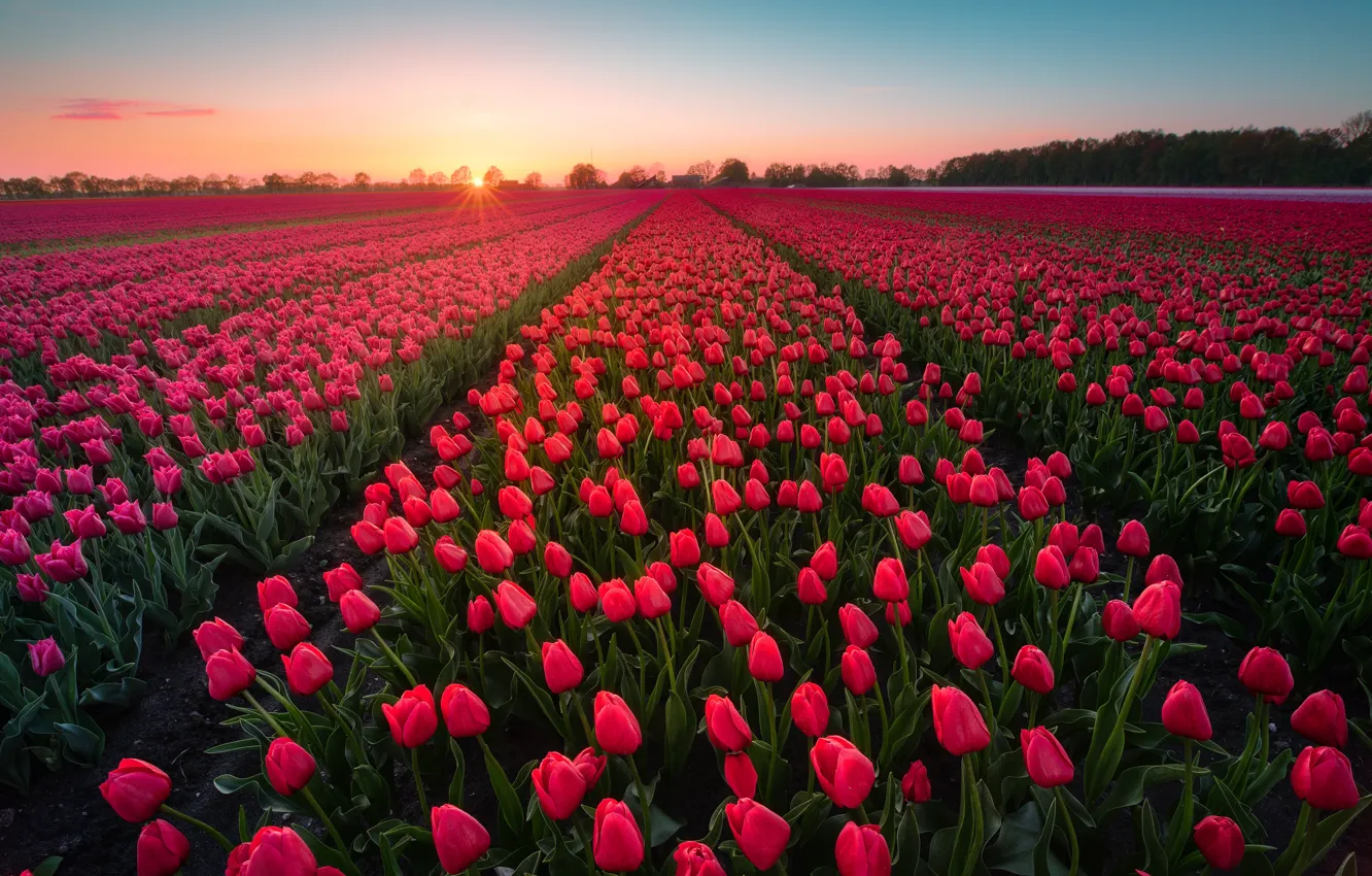 Wallpaper field, flowers, spring, tulips, a lot, flower field ...