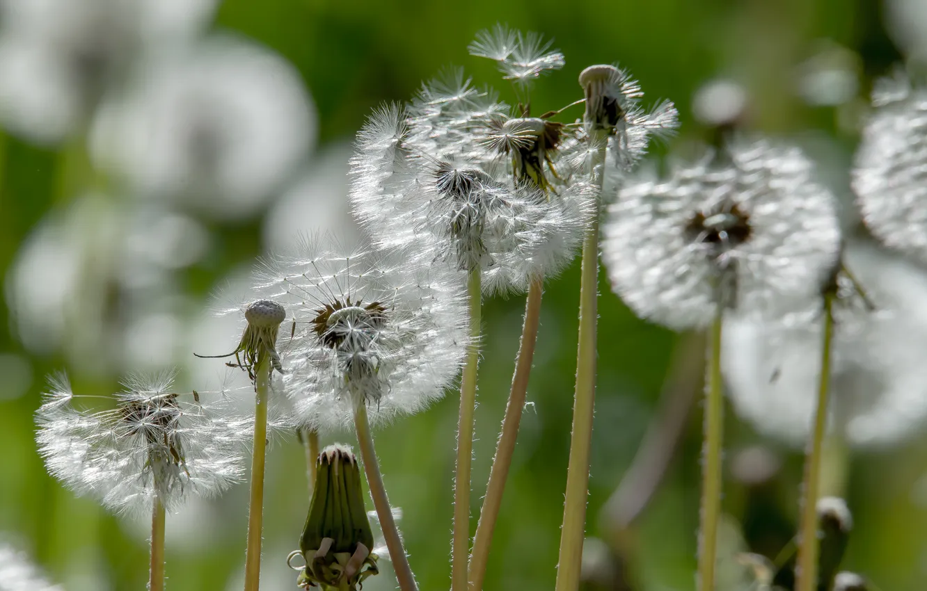 Wallpaper flowers, nature, spring, dandelions for mobile and desktop ...